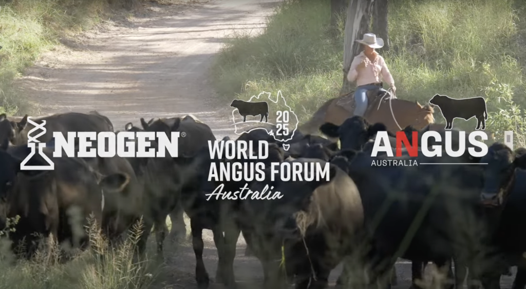 The World Angus Forum - Glenoch Angus